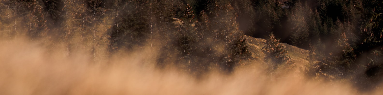 Bird Watching Behind This Tree - LinkedIn Background - Get some ...