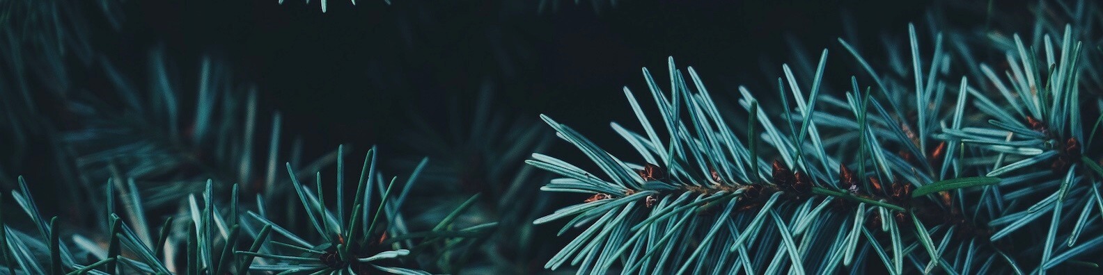 Christmas Tree Needles - LinkedIn Background - Get some inspiration!