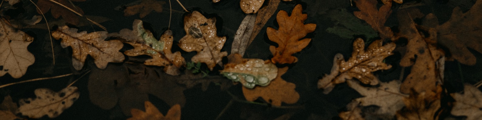 Dried Leaves On The Water - LinkedIn Background - Get some inspiration!