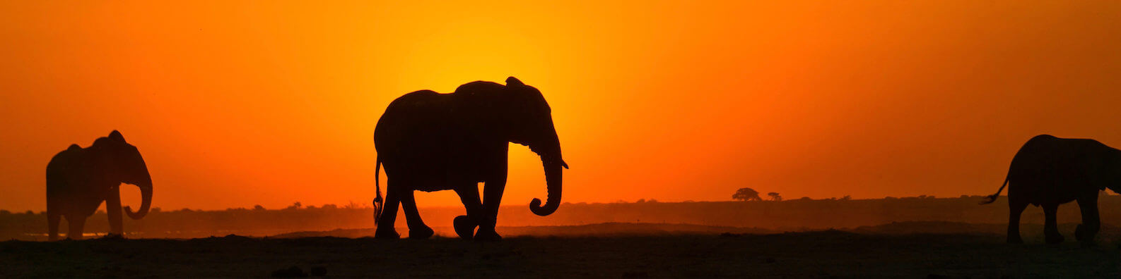 Elephants In Sunset - LinkedIn Background - Get some inspiration!