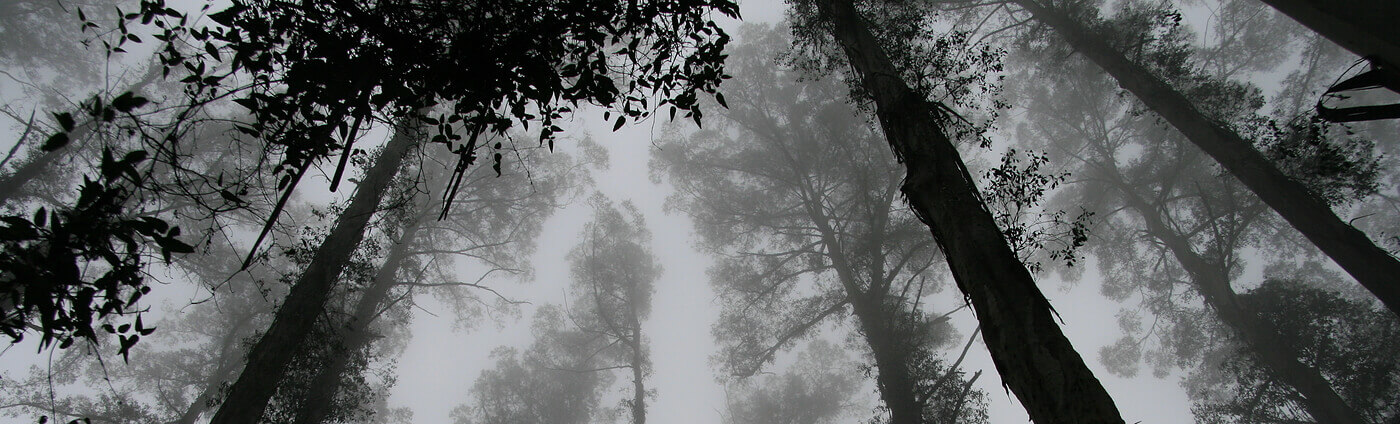 Forest In Mist - LinkedIn Background - Get some inspiration!
