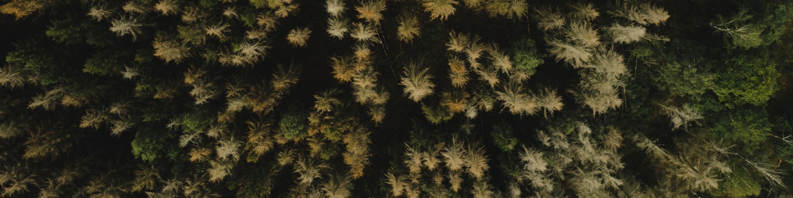 Forest With Different Shades Of Green - LinkedIn Background - Get some ...