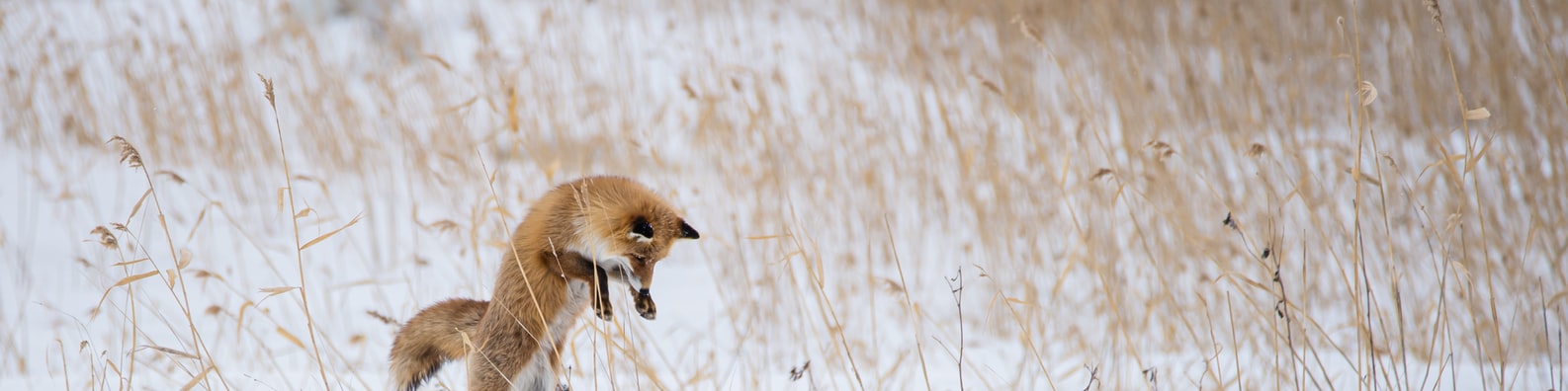 Fox Jumping Alone - LinkedIn Background - Get some inspiration!