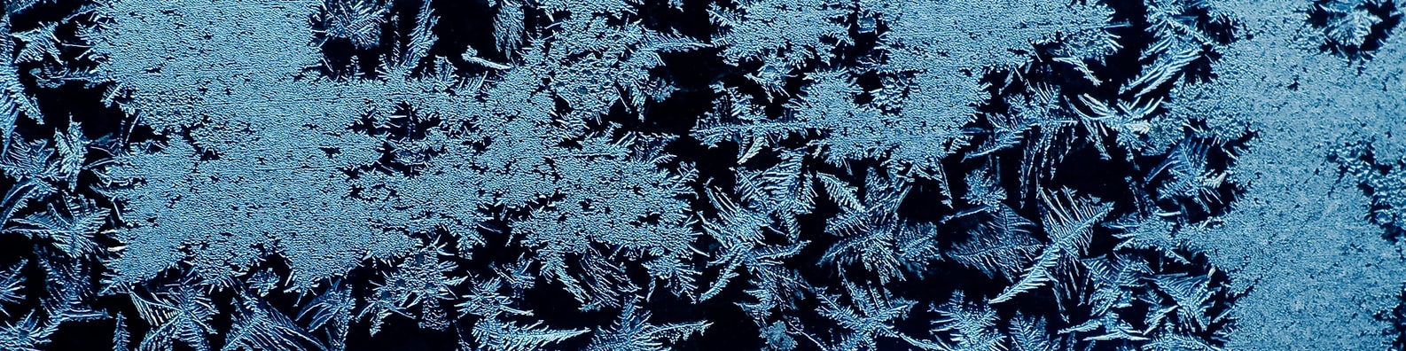 Frosted Plants At Night - LinkedIn Background - Get some inspiration!