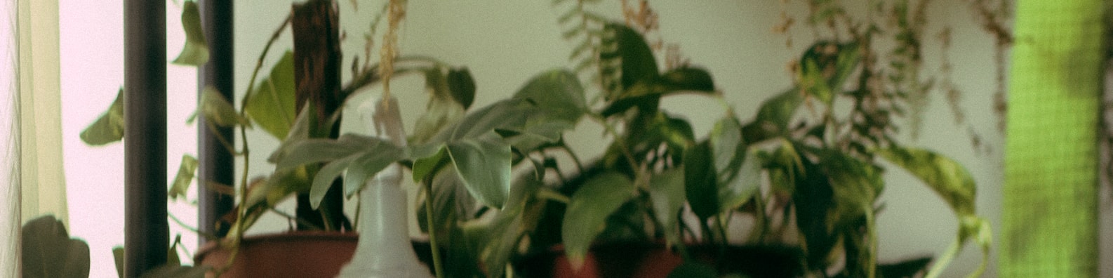 Green Indoor Plants - LinkedIn Background - Get some inspiration!