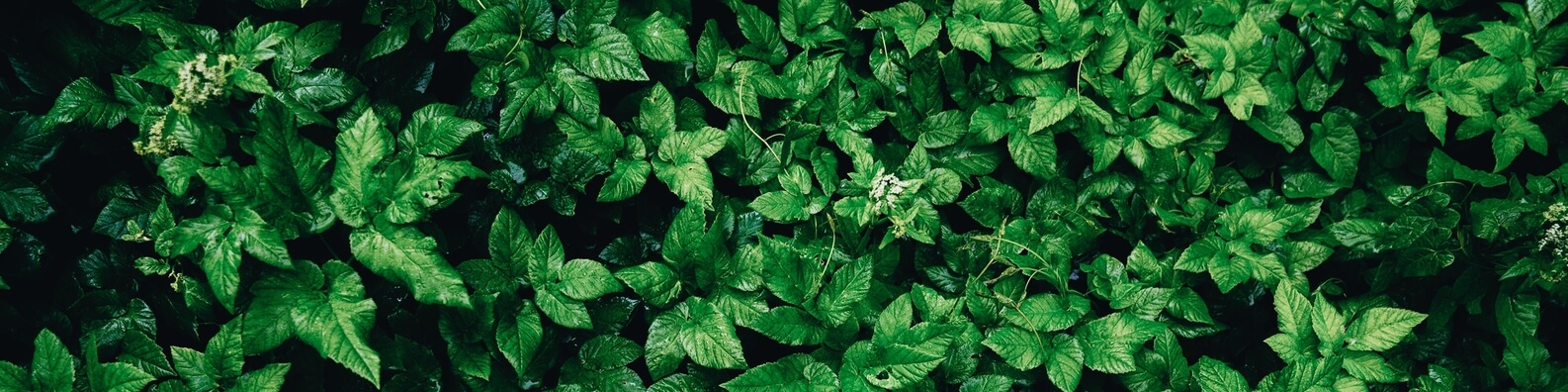 Greenery - LinkedIn Background - Get some inspiration!