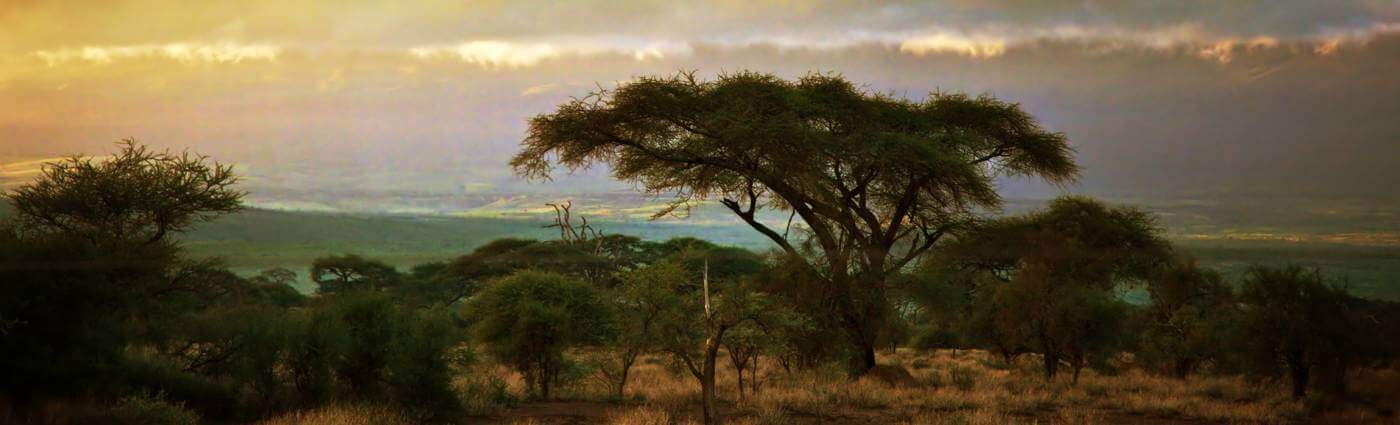 In Africa - LinkedIn Background - Get some inspiration!
