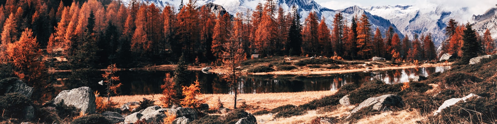 Is It Autumn Yet - LinkedIn Background - Get some inspiration!
