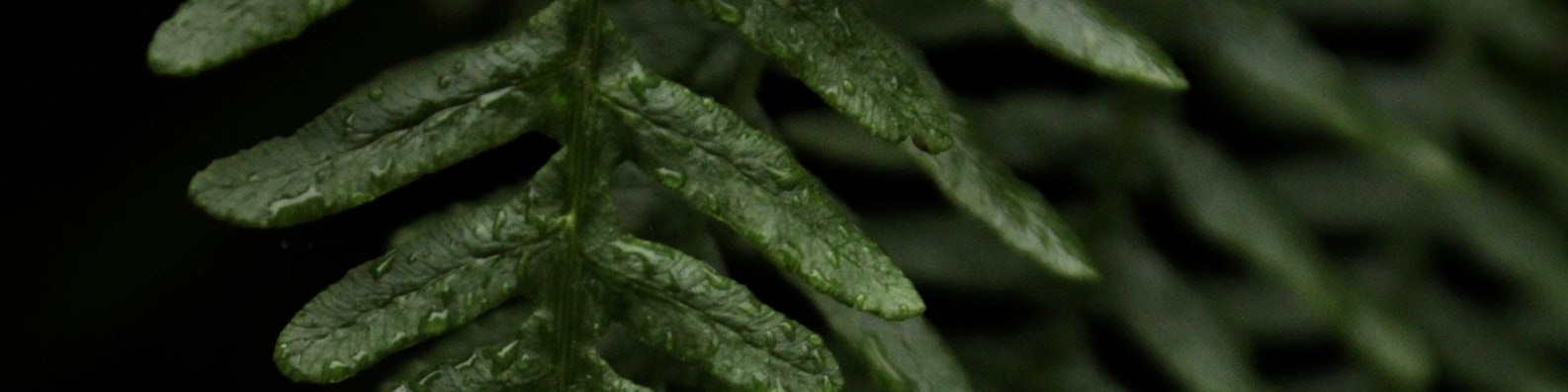 Party Décor Natural Leaf Linkedin Banner Paper & Party Supplies Party ...