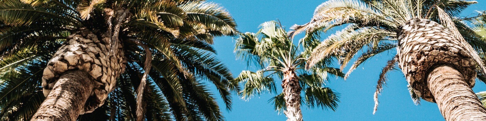 Living Under Palm Trees - LinkedIn Background - Get some inspiration!