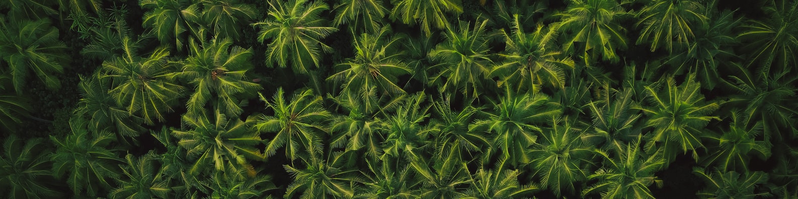 Lush Green Trees Fill The Screen - LinkedIn Background - Get some ...