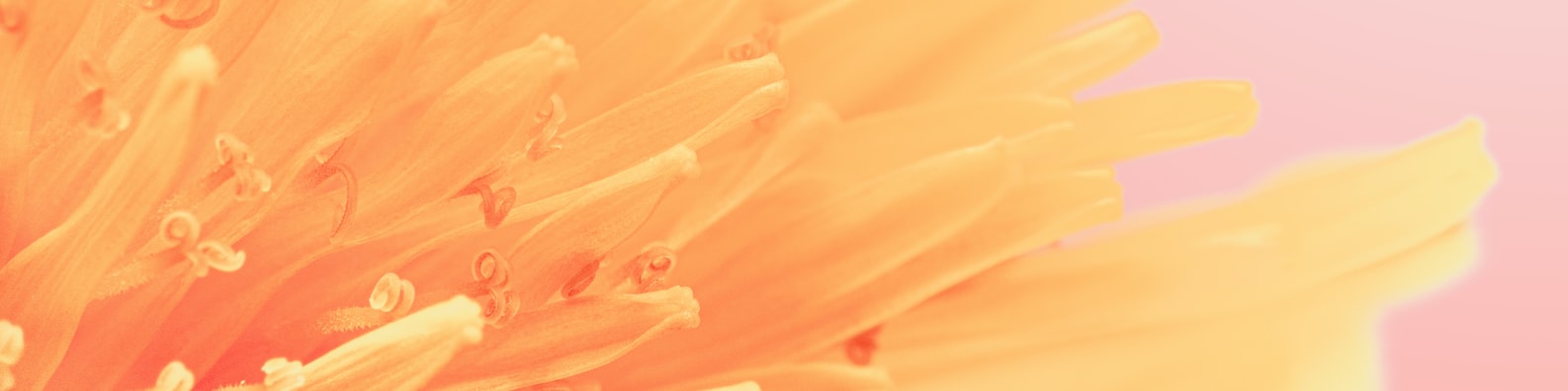 Pretty In Yellow - LinkedIn Background - Get some inspiration!