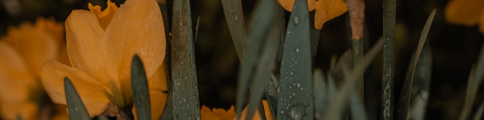 Yellow Flower Header Tumblr