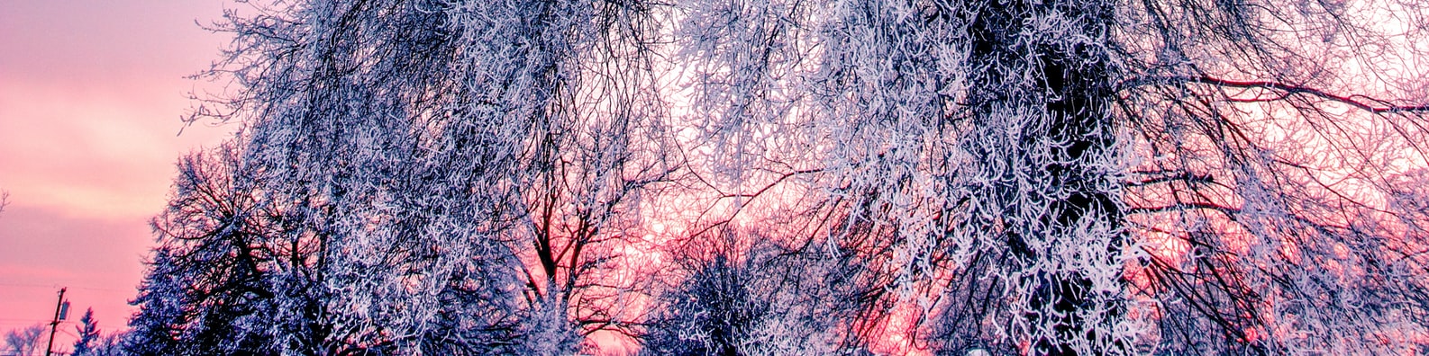 Tree In Color Gradient - LinkedIn Background - Get some inspiration!