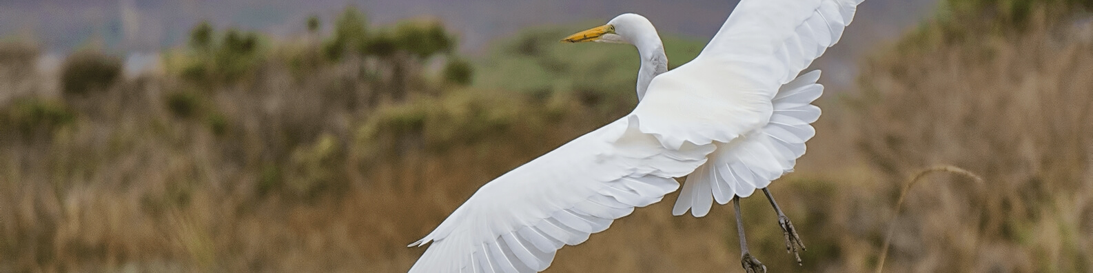 Wonderful White Bird - LinkedIn Background - Get some inspiration!